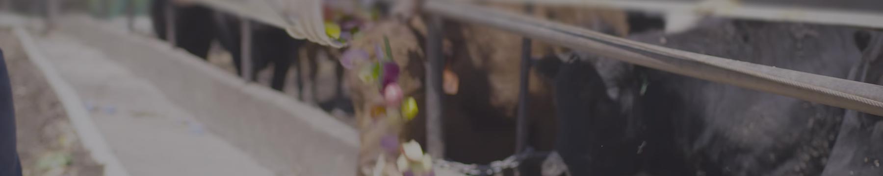 Sustainability At Loffredo Fresh Foods